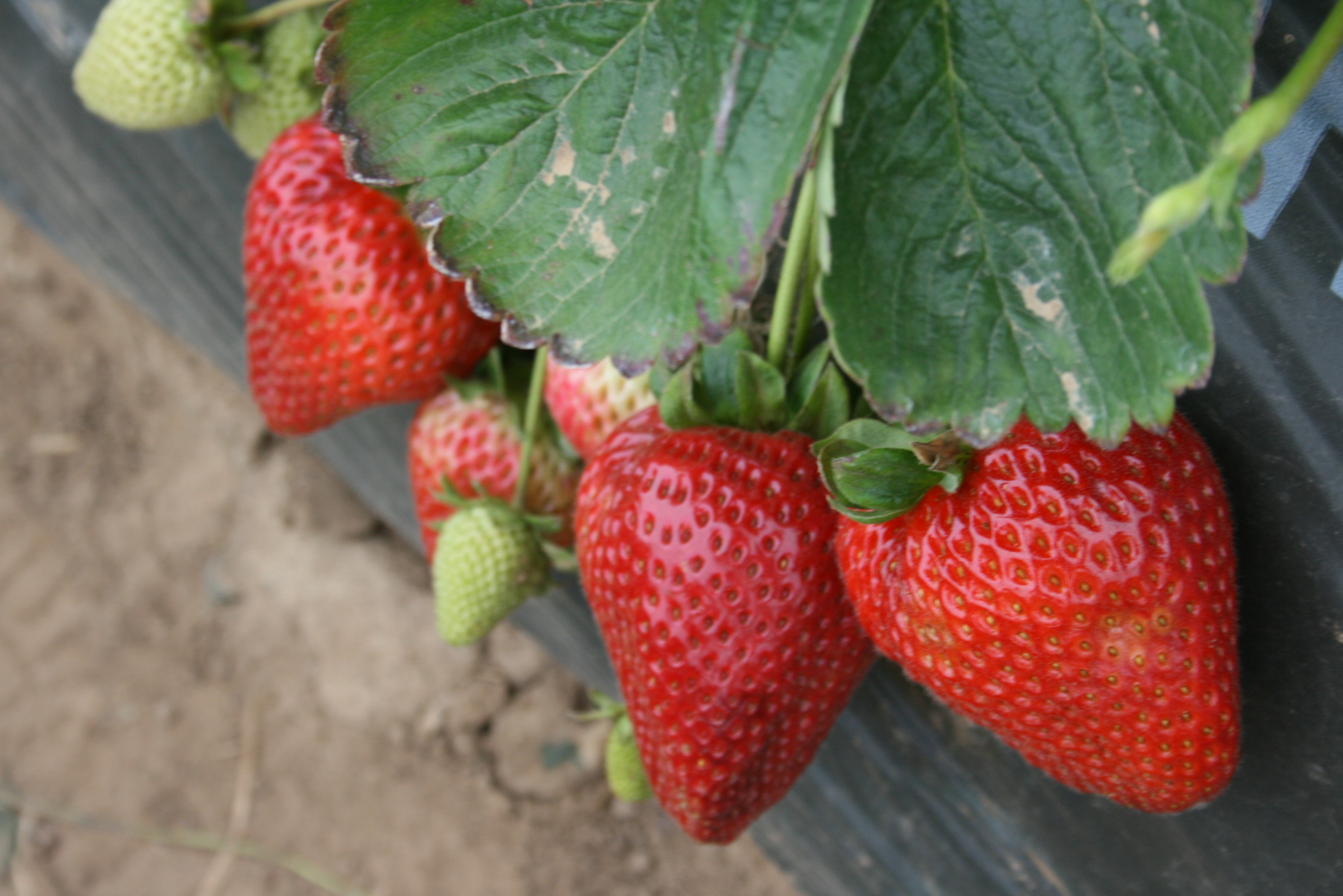 California's Top 10 Agricultural Commodities - CFB