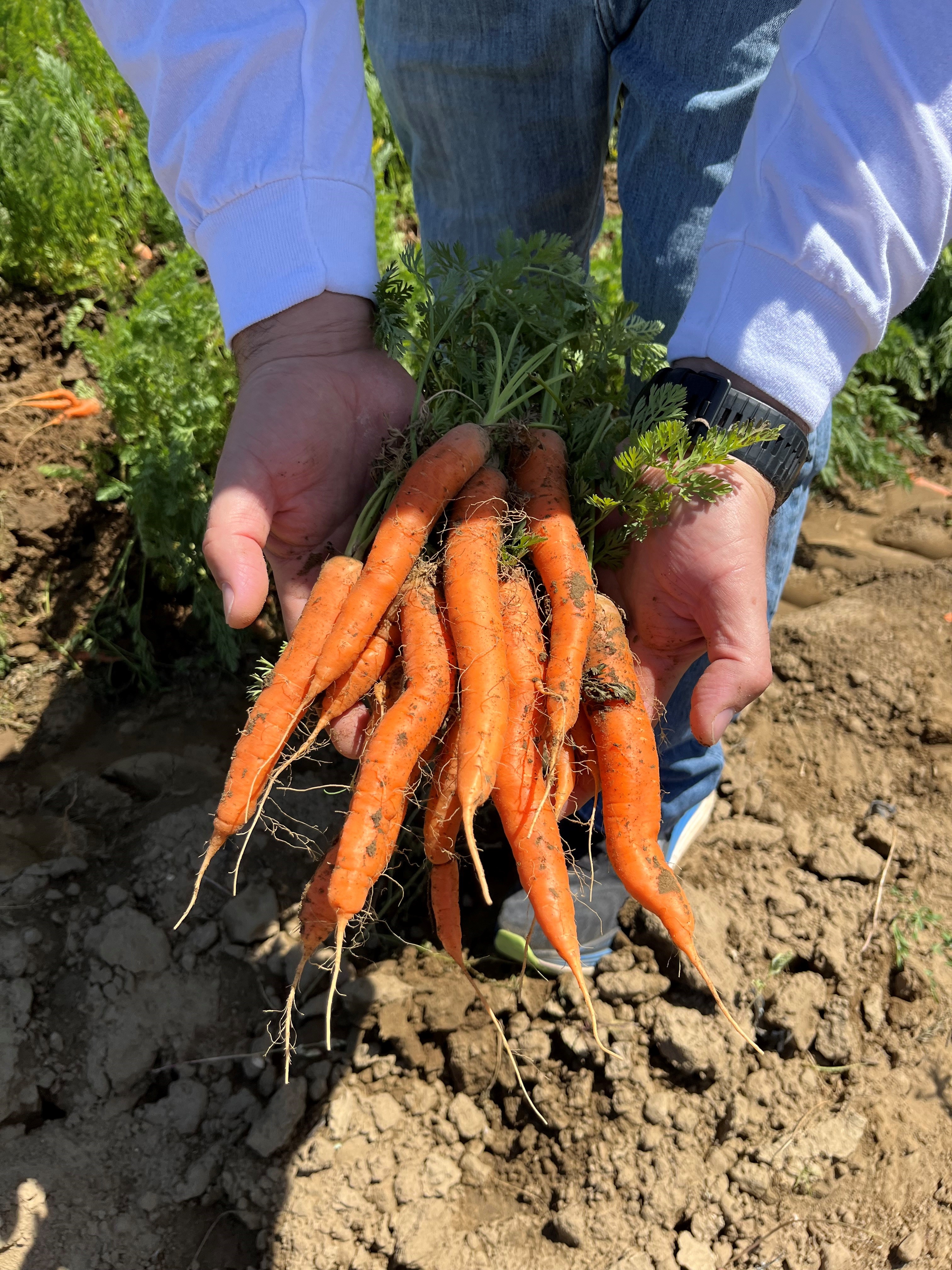 California's Top 10 Agricultural Commodities - CFB